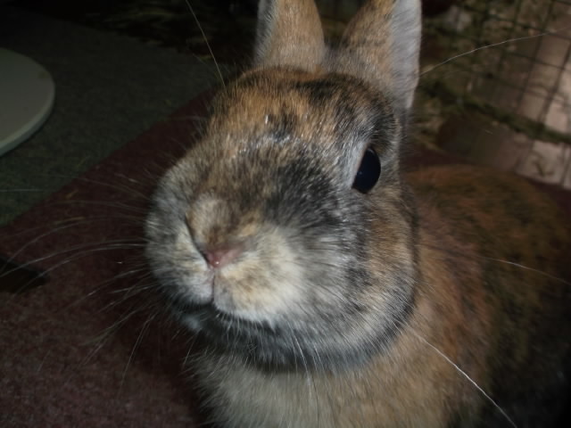 うさぎ、A WANTED RABBIT(指名手配): うさぎをアパートベランダで飼う